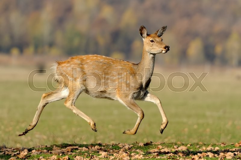 Close-up young whitetail deer standing ... | Stock image | Colourbox