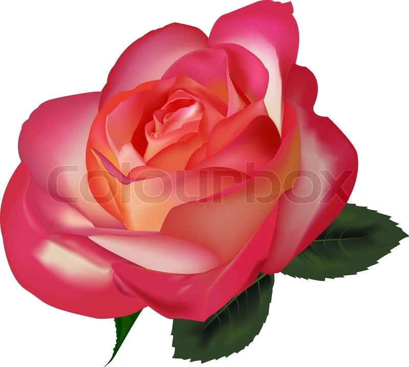 Beautiful tea rose on a white ... | Stock vector | Colourbox