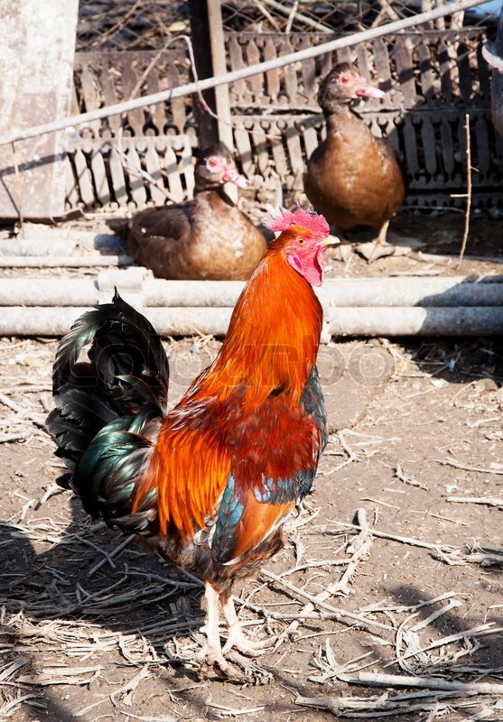 Allgemeine Hahn auf Bauernhof | Stock Bild | Colourbox