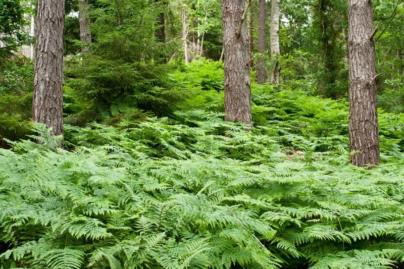 Spruce and pine forest floor overgrown ... | Stock image | Colourbox