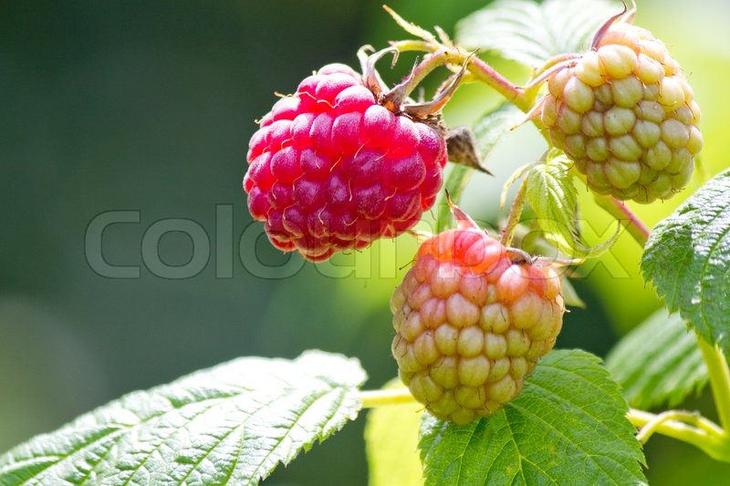 Himbeeren | Stock Bild | Colourbox