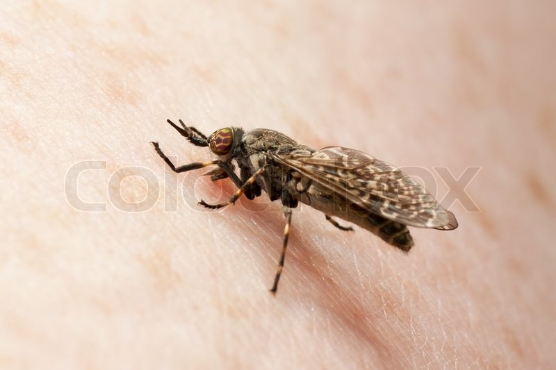 Common horse fly, or Notch-horned Cleg, ... | Stock image | Colourbox