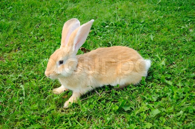 A cute red rabbit on a green lawn in ... | Stock image | Colourbox