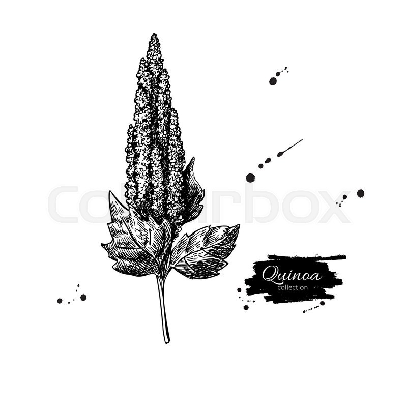 Quinoa Plant Drawing