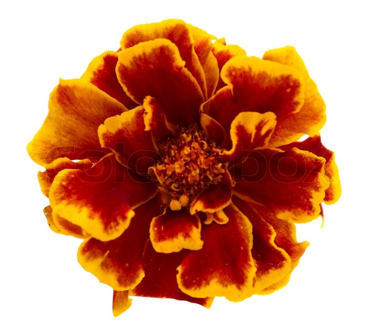 Marigold flower on a white background | Stock image | Colourbox