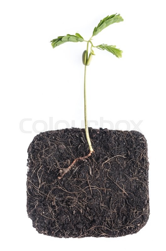 Growing plant (Young bean )with ... | Stock image | Colourbox