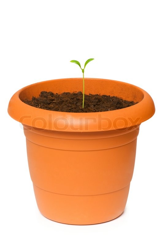 Green saplings growing in the clay pot | Stock image | Colourbox