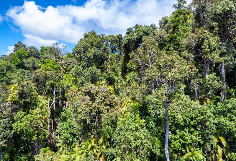 Australian Vegetation