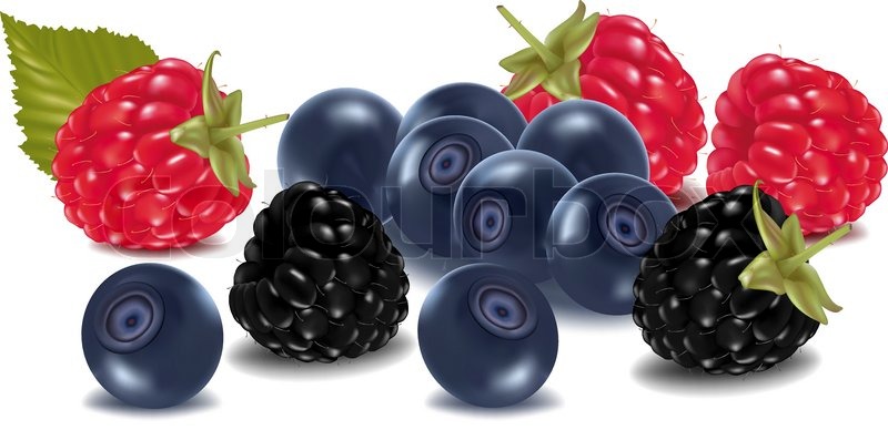 Group of berries. Vector. | Stock vector | Colourbox