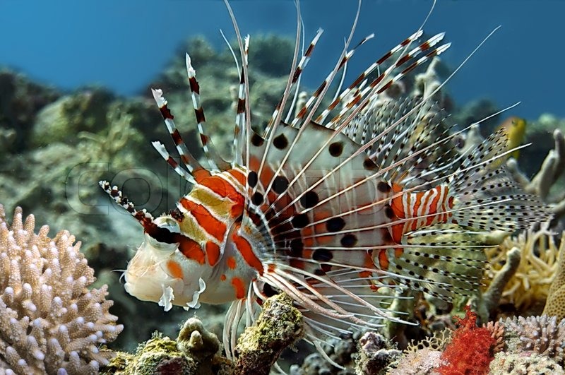 Grauer Feuerfische (Pterois Antennata). | Stock Bild | Colourbox