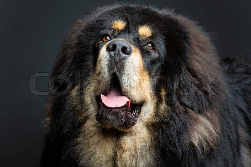 Black And Tan Tibetan Mastiff