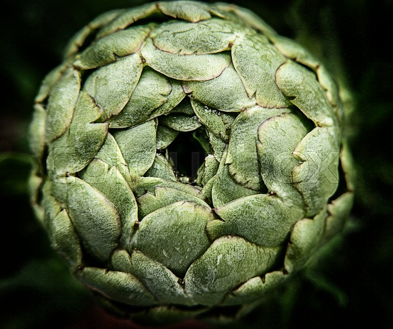 Artichoke. | Stock image | Colourbox