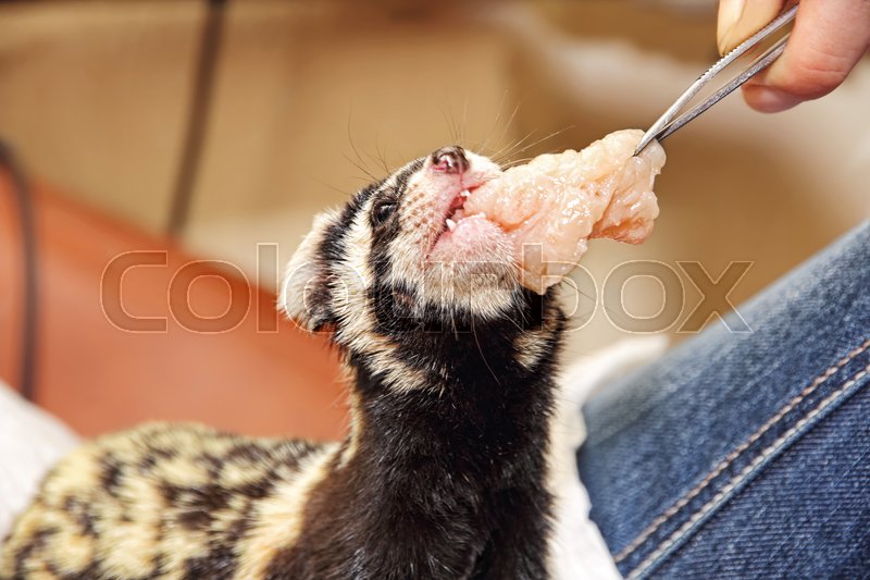 Marbled Polecat Baby