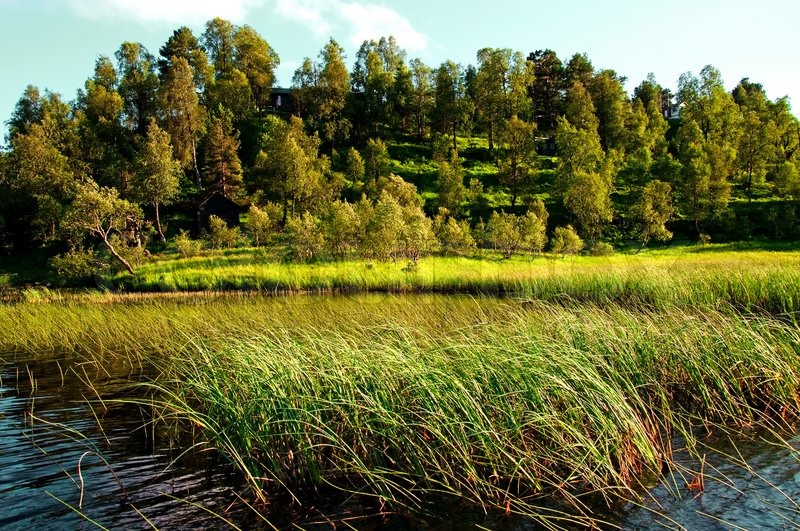 Reeds surround the riverside seen from ... | Stock image | Colourbox