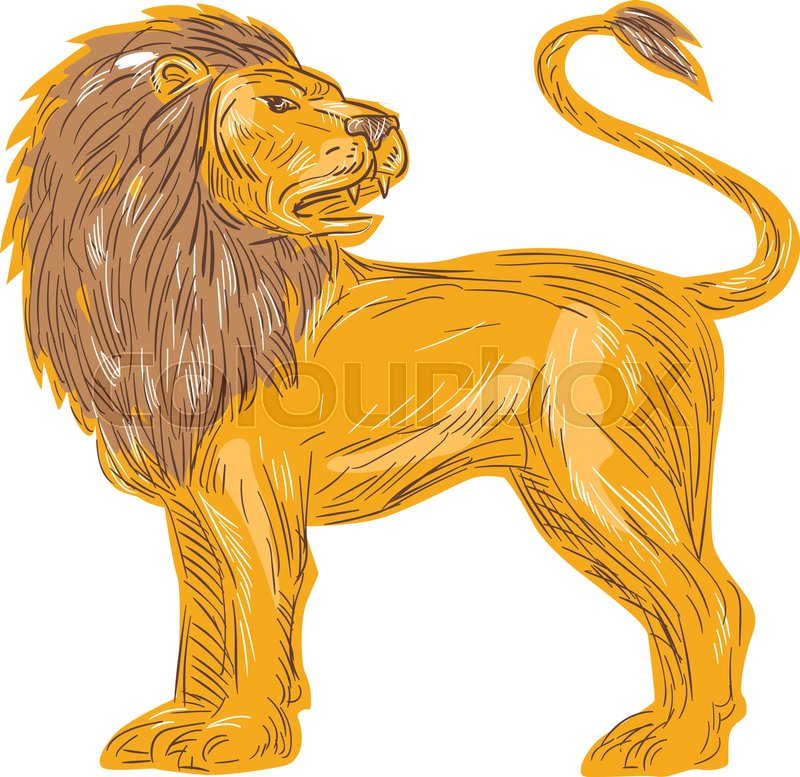 Fierce Lion Drawing