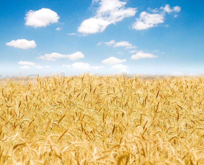 Weizenfeld auf dem hellen Sommertag | Stock Bild | Colourbox