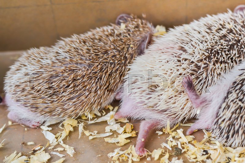 Hedgehog small sharp thorns is lying in ... | Stock image | Colourbox