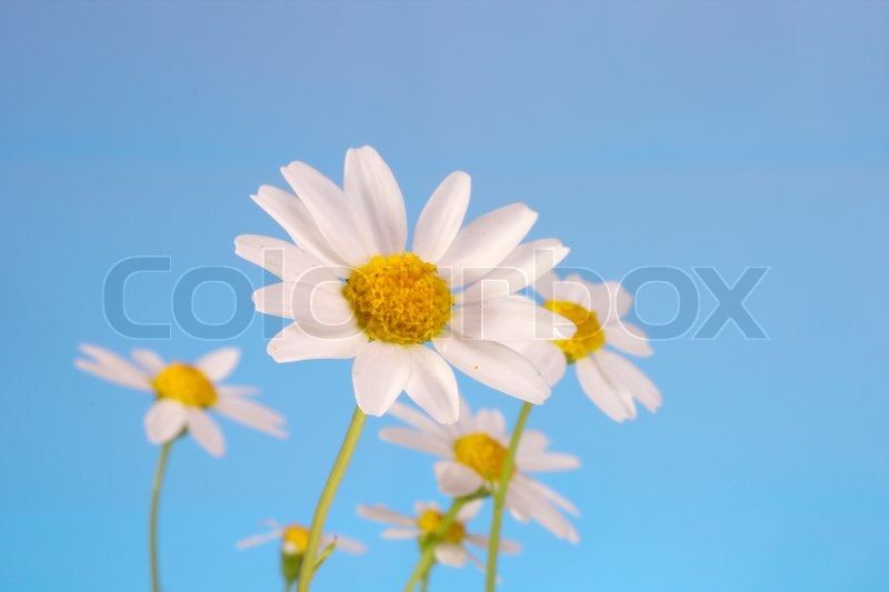 White Daisy Blume isoliert auf einem ... | Stock Bild | Colourbox