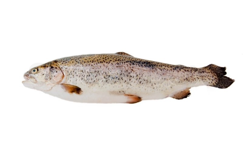 Frische Forellen auf einem weißen ... | Stock Bild | Colourbox