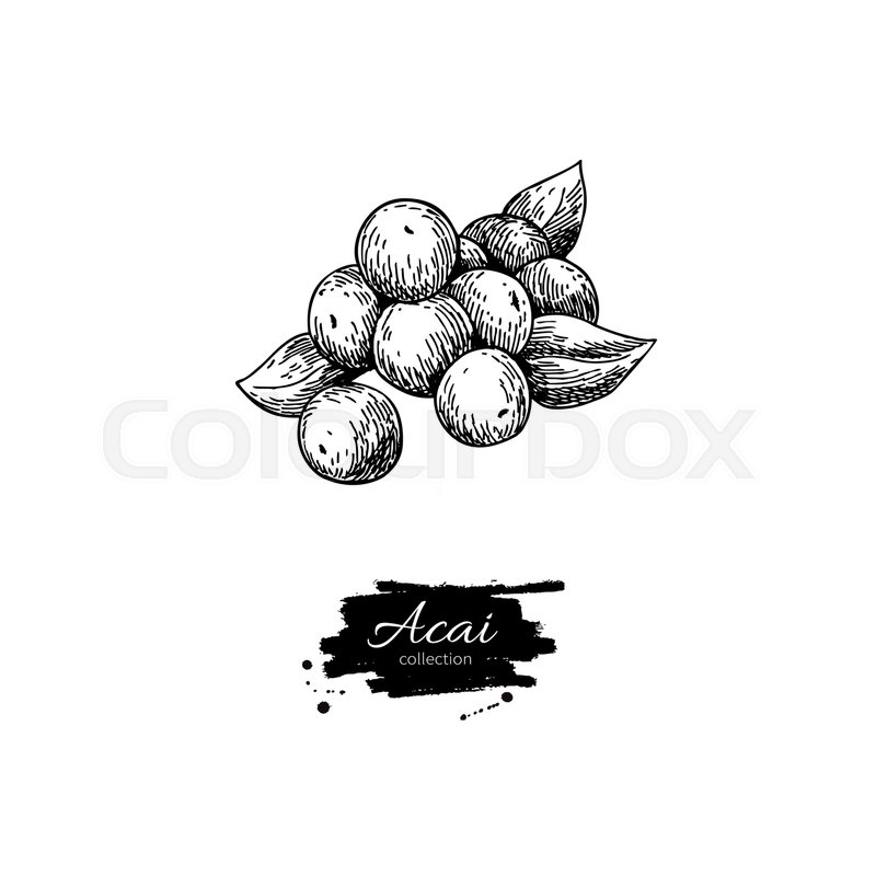 Acai berry vector superfood drawing. ... | Stock vector | Colourbox