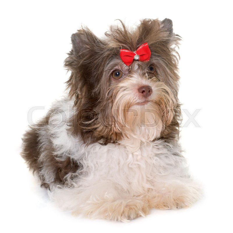Puppy biro yorkshire terrier in front ... | Stock image | Colourbox