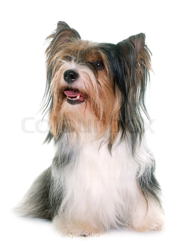 Biewer yorkshire terrier in front of ... | Stock image | Colourbox