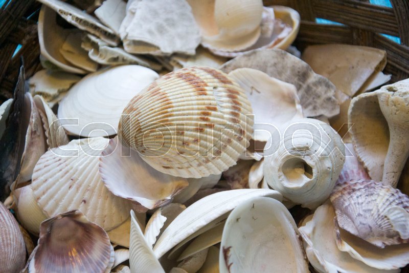 Muscheln | Stock Bild | Colourbox