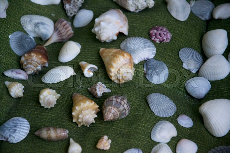 Muscheln | Stock Bild | Colourbox