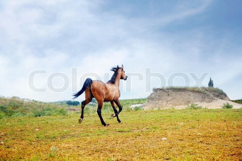 Rear view on the single horse running ... | Stock image | Colourbox