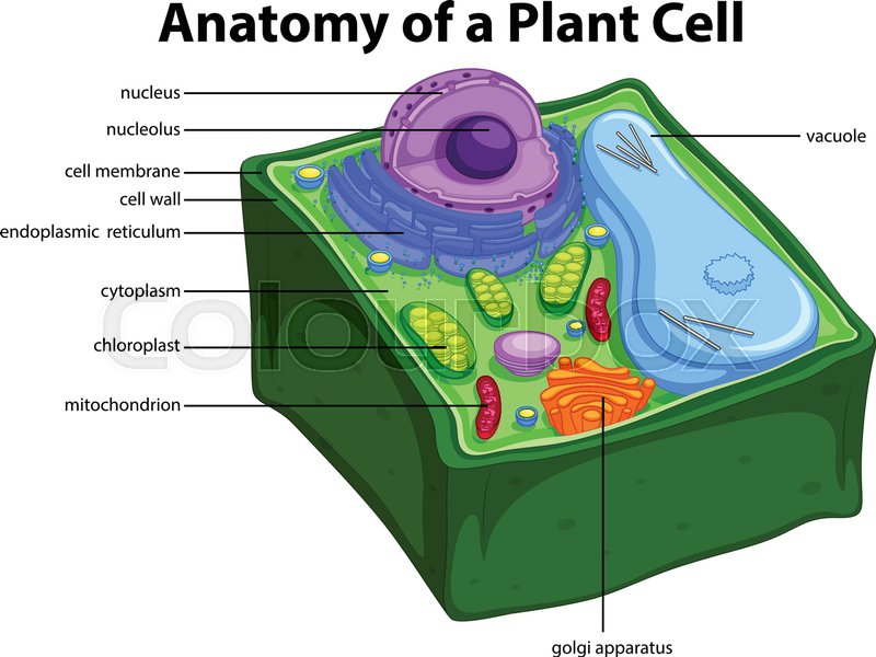 Diagram showing anatomy of plant cell ... | Stock vector | Colourbox