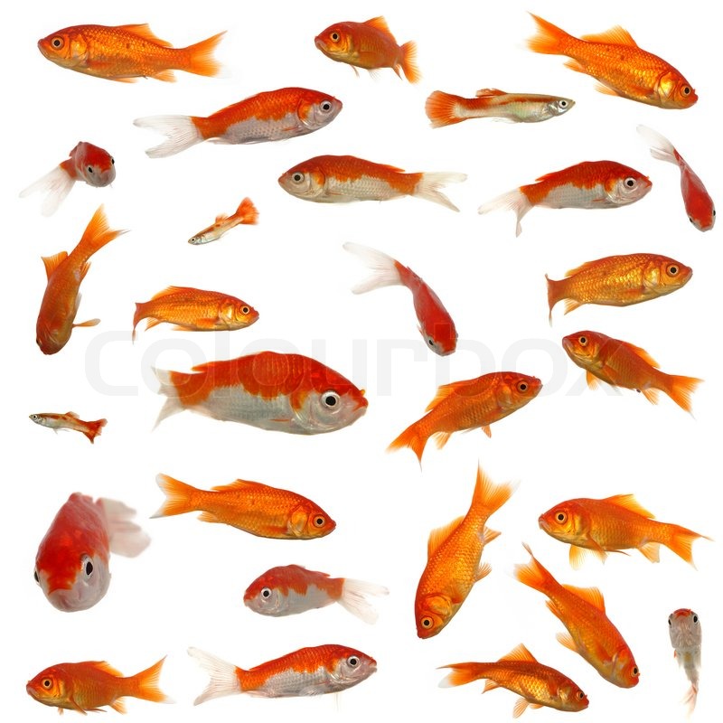 Many goldfish in different sizes and ... | Stock image | Colourbox