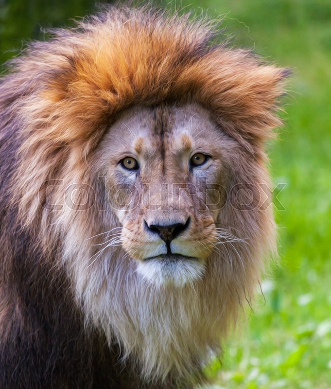 Lion looks into the camera in portrait | Stock image | Colourbox
