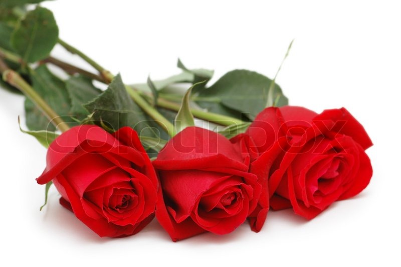 Three roses isolated on the white ... | Stock image | Colourbox