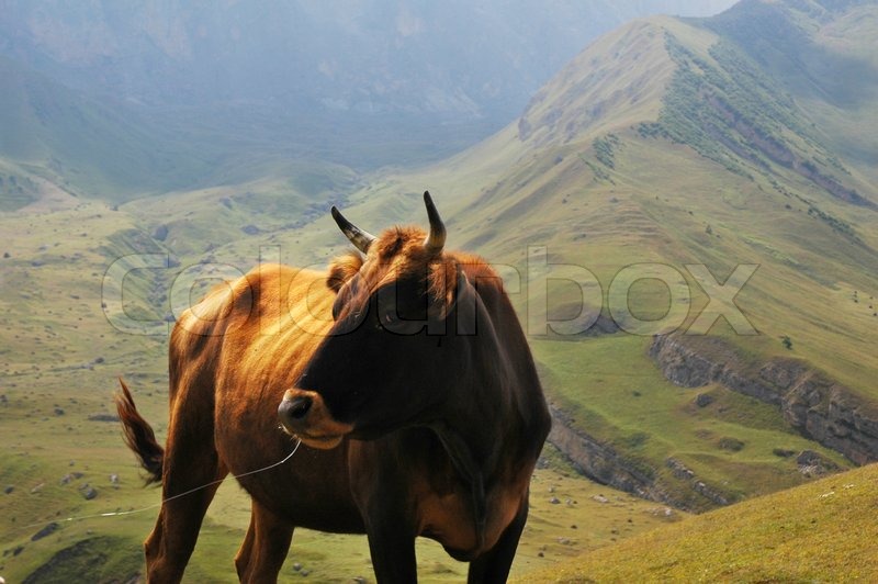 Bull at the top of the mountain | Stock image | Colourbox