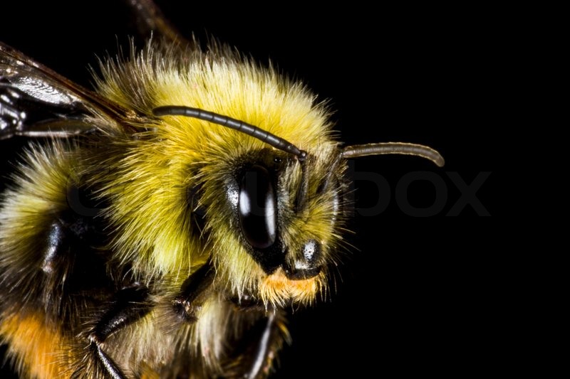 Bumblebee in close up. insect | Stock Photo | Colourbox
