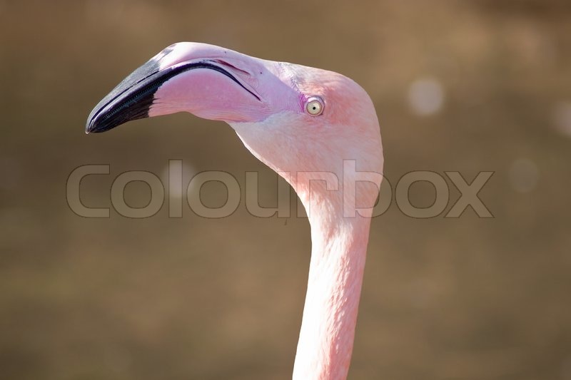 Flamingo | Stock Bild | Colourbox