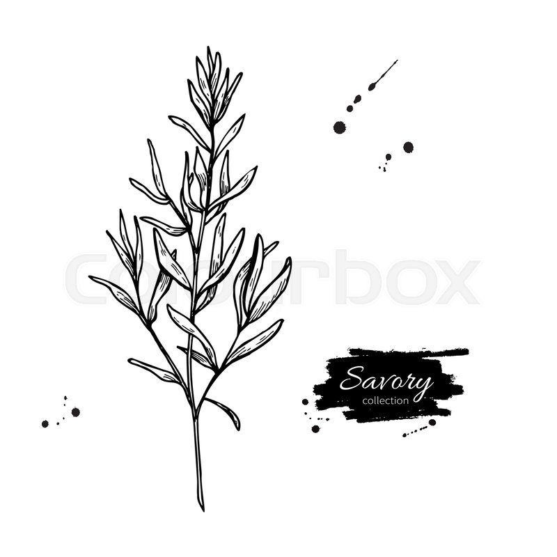 Savory vector hand drawn illustration. ... | Stock vector | Colourbox