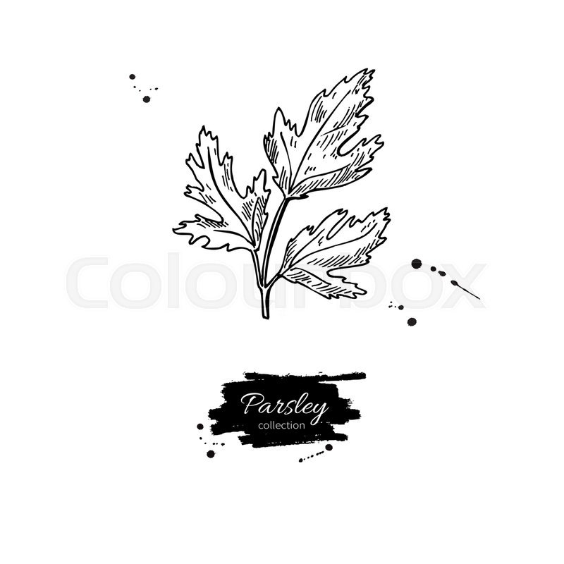 Parsley Drawing