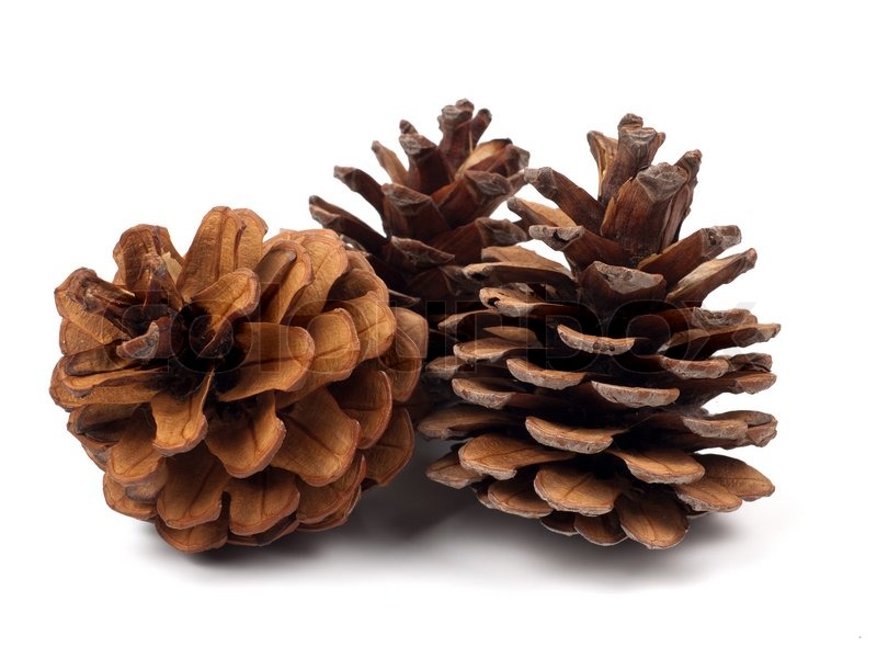 Fir cones isolated on white background | Stock Photo | Colourbox