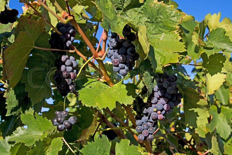 Ripe blue grapes, reife blaue Trauben | Stock image | Colourbox