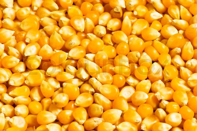 Bright corn kernels arranged as the ... | Stock image | Colourbox