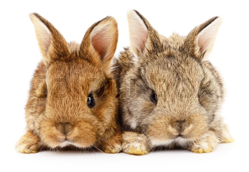 Isolated image of a two bunny rabbits. | Stock image | Colourbox
