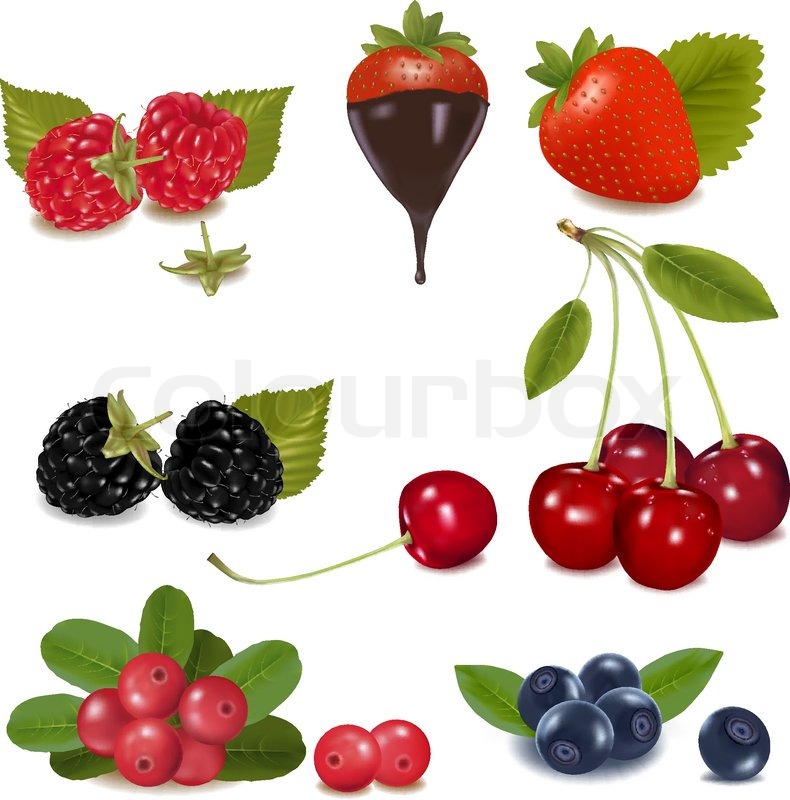 Group of berries. Vector. | Stock vector | Colourbox
