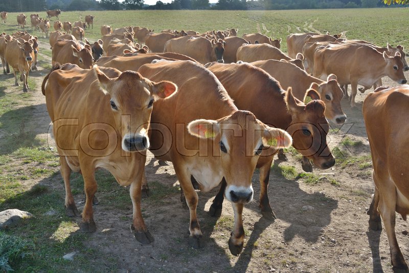 Ko, køer og kvæg på mark på Fyn | Stock foto | Colourbox