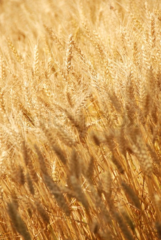 Many yellow wheat plants on field ... | Stock image | Colourbox