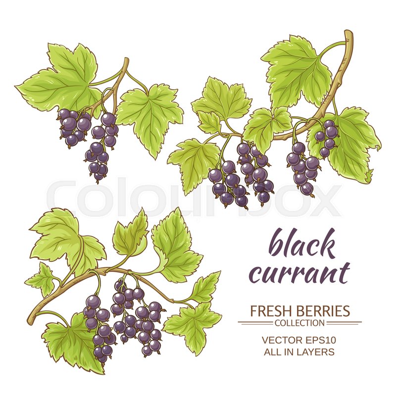 Black currant vector set on white ... | Stock vector | Colourbox