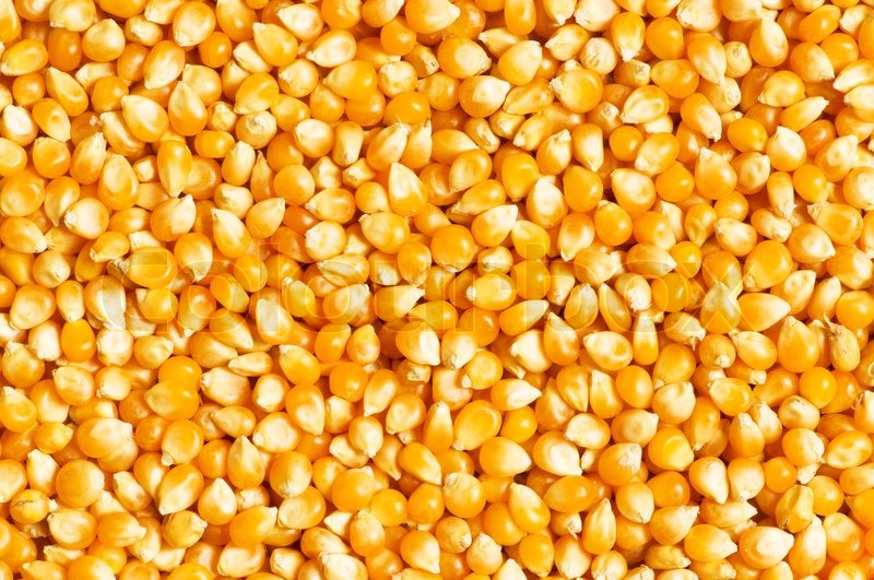 Bright corn kernels arranged as the ... | Stock image | Colourbox