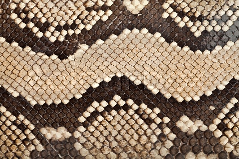 Background, texture of a skin of a snake close up | Stock Photo | Colourbox