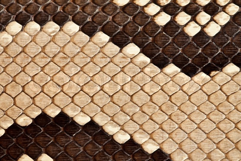 Background, texture of a skin of a snake close up | Stock Photo | Colourbox