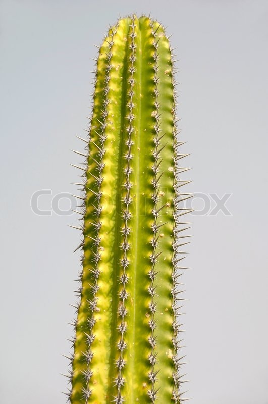 Long cactus with rows of spikes | Stock image | Colourbox